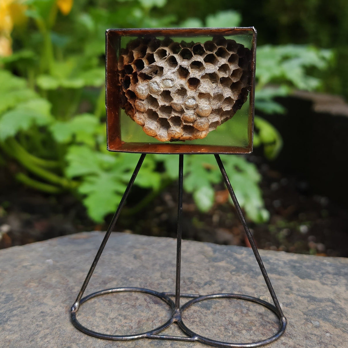 Butterfly + Wasp Nest + Damselfly Adornment Curio Displays – HartVariations